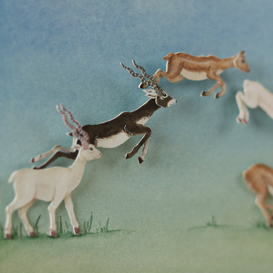 Blackbuck – The Paper Ark