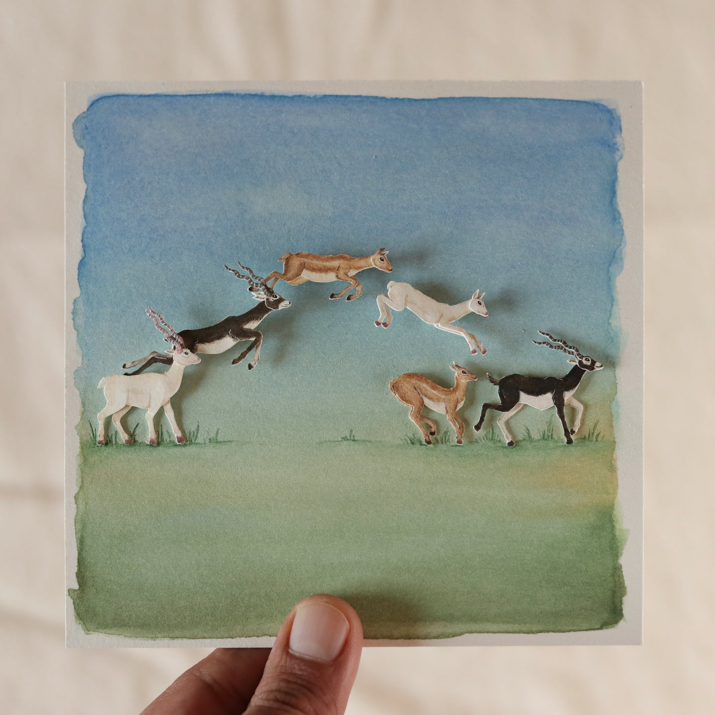 Blackbuck – The Paper Ark