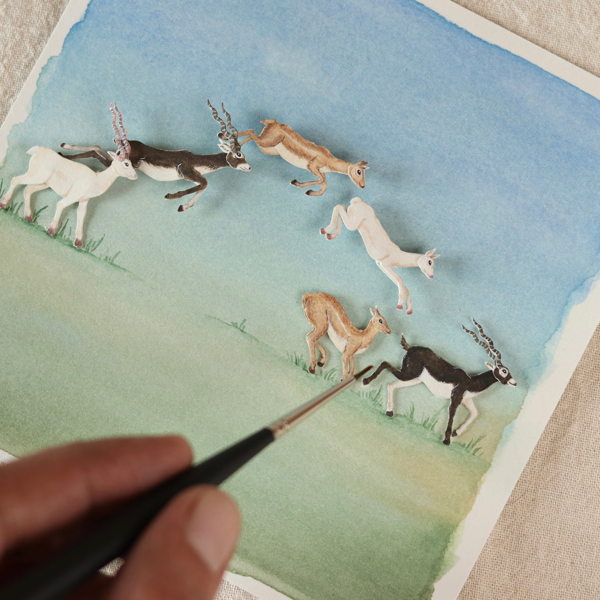 Blackbuck – The Paper Ark