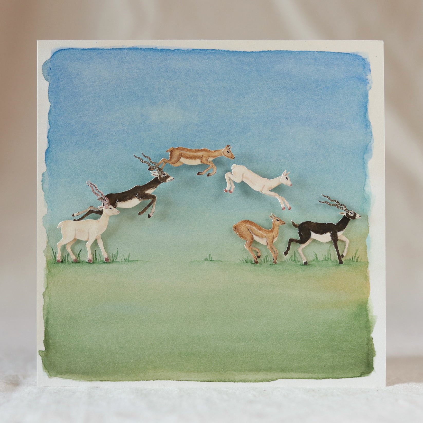 Blackbuck – The Paper Ark