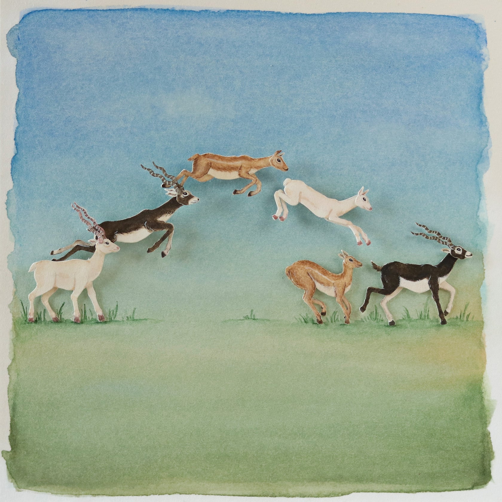 Blackbuck – The Paper Ark
